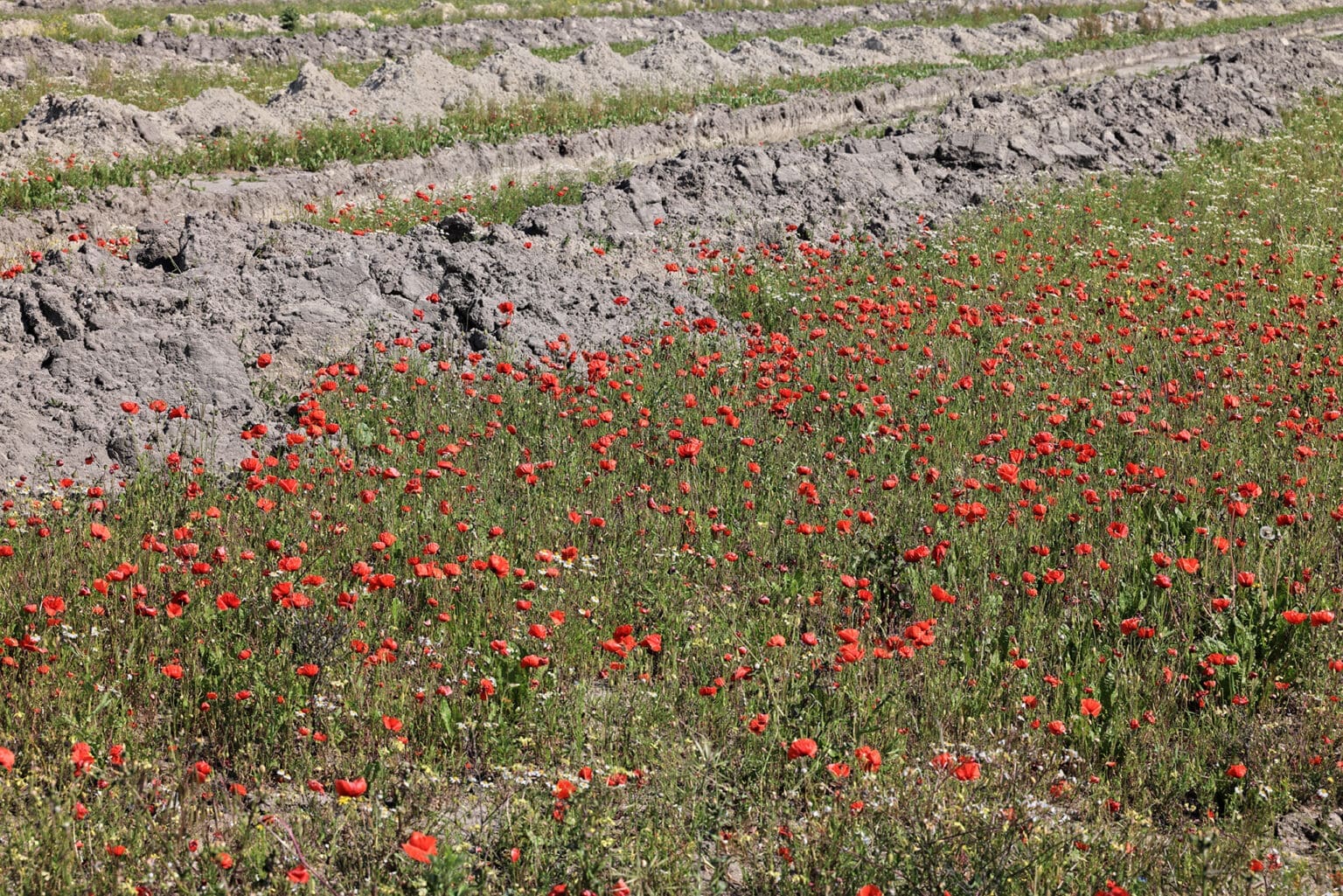 Klaprozen (Papaver) op Vlaamse Velden - Top.Vlaanderen - De top van wat ...