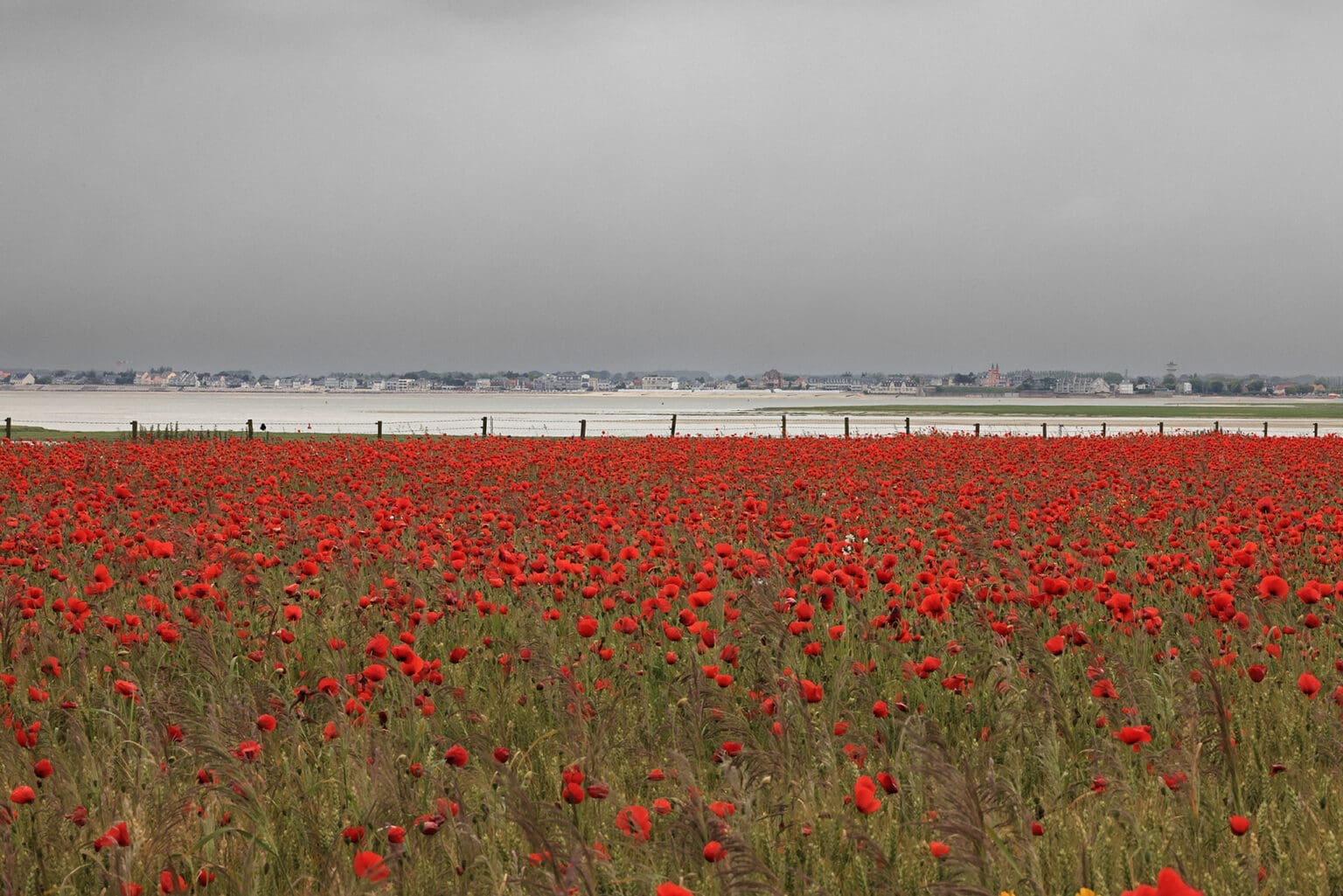 Poppies (Papaver) on Flemish Fields - Top.Flanders - Travel in Flanders