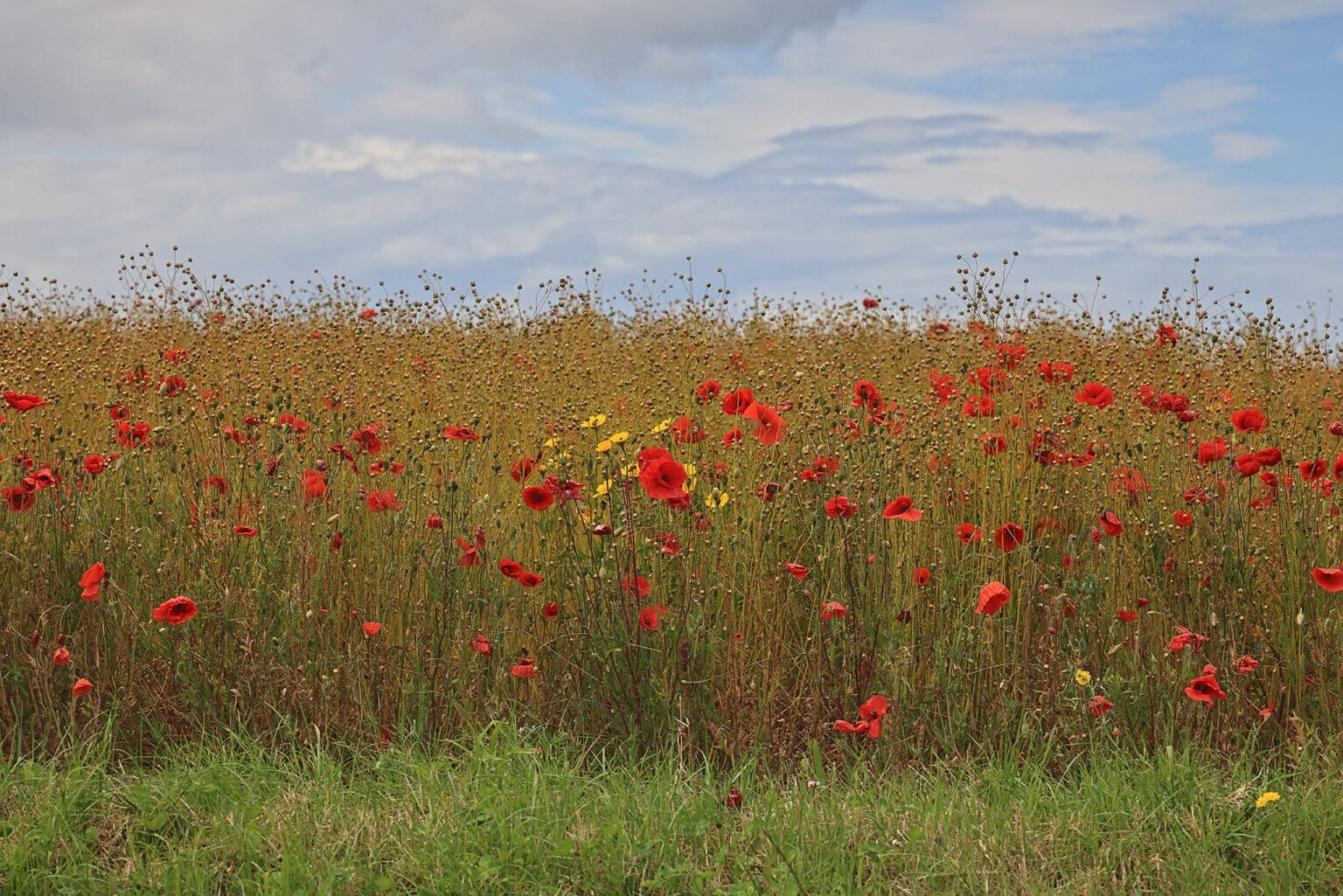 Klaprozen (Papaver) op Vlaamse Velden - Top.Vlaanderen - Vlamingen even ...