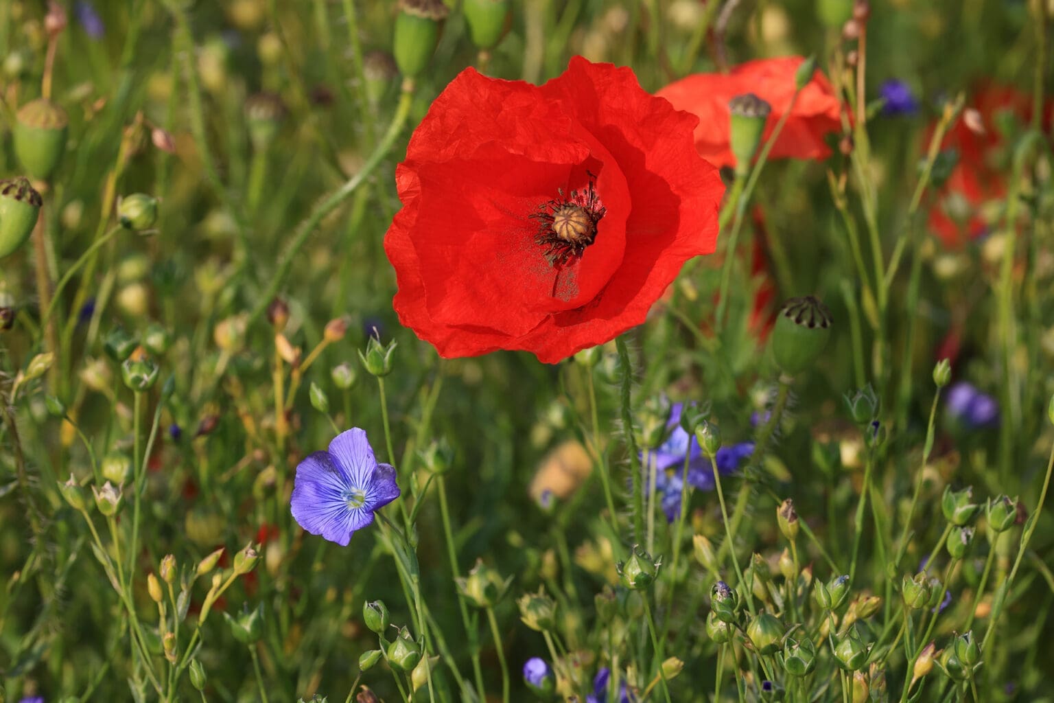 Klaprozen (Papaver) op Vlaamse Velden - Top.Vlaanderen - Vlamingen even ...