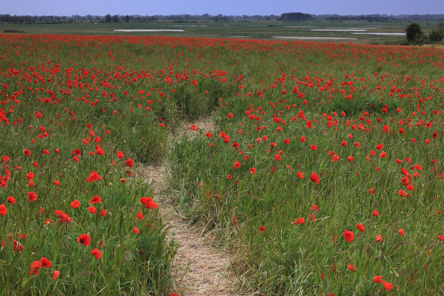 Poppies (Papaver) on Flemish Fields - Top.Flanders - Travel in Flanders